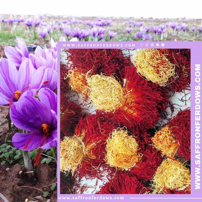 Authentic Organic saffron buy online - buy saffron and iranian saffron ...